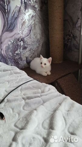 Турецкая ангора помесь