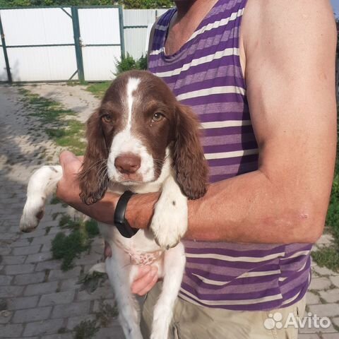 Щенки Английский Спрингер Спаниель охотничего разв