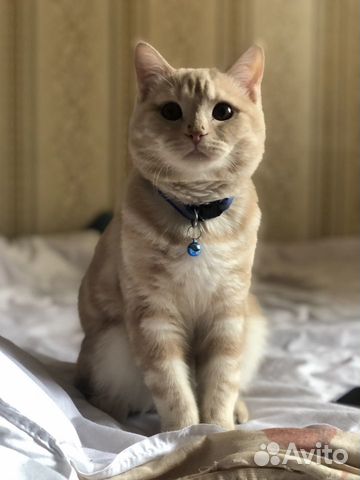 Кот в добрые руки