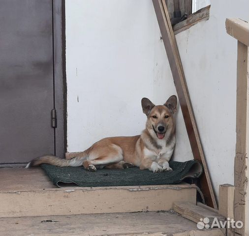 Эльза- щенок ищет дом и любящего хозяина