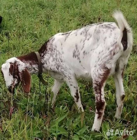 Коза