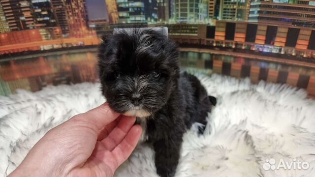 Щенки черного йорка