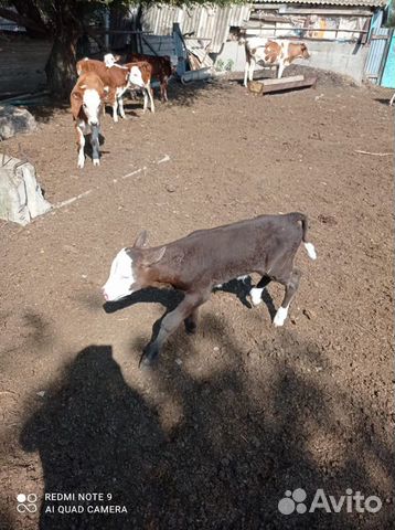 Бычок недельный