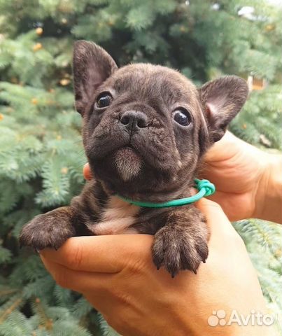 Обаятельный тигровый мальчик. Французский бульдог