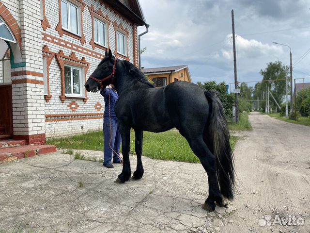 Продаётся жеребец Першеронской породы