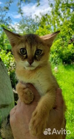 Котик чаузи ф1