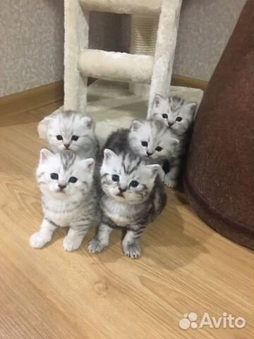 Британские котята