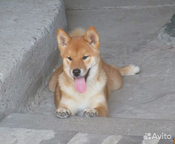 Шиба сиба ину