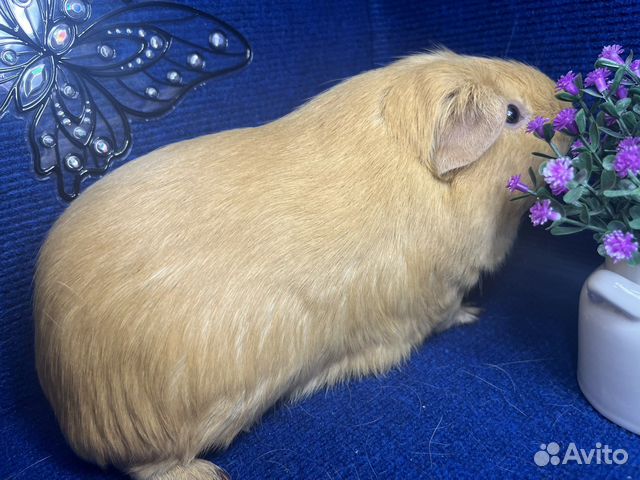 Английский селф самец