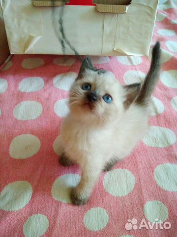 Сиамский котик