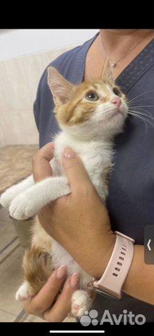 Кошка котенок рыженькая
