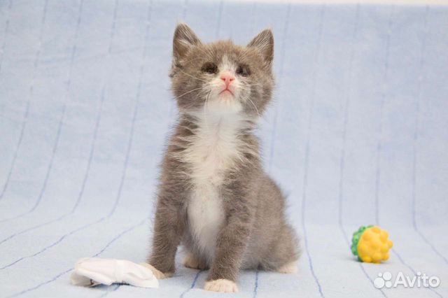 Малышка Кэтти (2,5 мес) в поиске дома