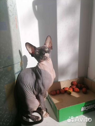 Кошка канадский сфинкс стерилизована 2 года