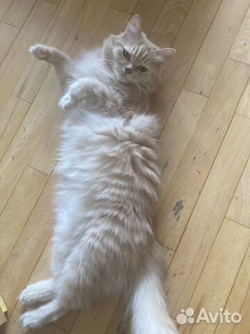 Шотландская кошка - доктор