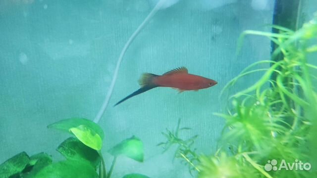 Меченосцы рыба самец