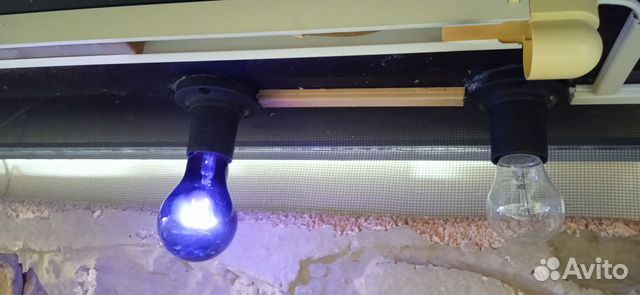 Бородатая агама с террариумом