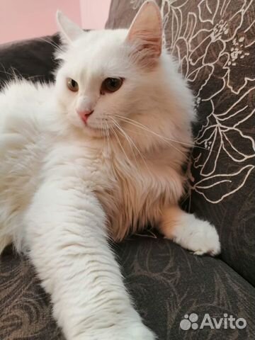 Кастрированный Беляш ищет дом