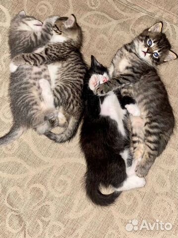 Котята в дар бесплатно