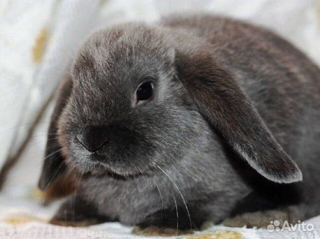 Продам кролика
