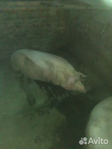 Продаются свиньи