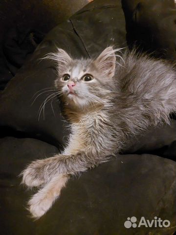 Котенок бомж
