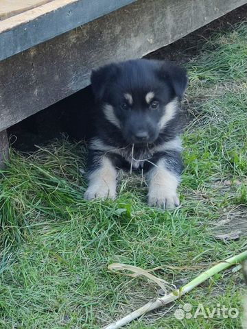 Возьмите щенка