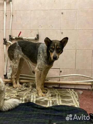 Гроза, собака ждёт любящую семью в приюте