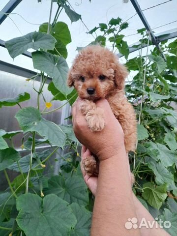 Той-пудель девочка