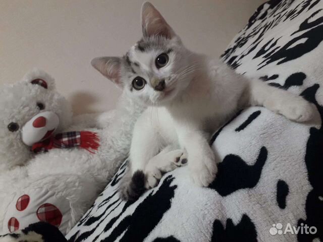 Котёнок ищет дом