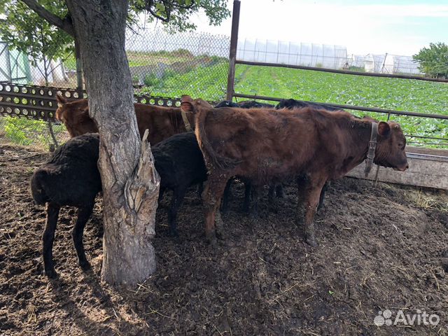 Домашние животные бычки