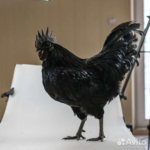 Куры и Петух породы Ухей Илюй