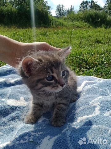 Котята бесплатно