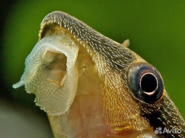 Рыбки сом отоцинклюс 3см