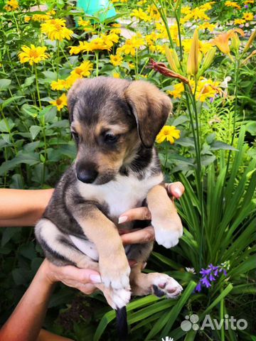 Щенок в добрые руки