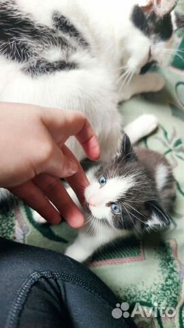 Котенок бесхвостый