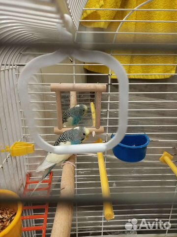 Птица с клеткой