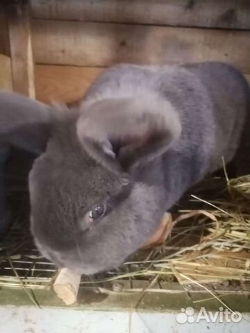 Продам крольчиху Венский голубой