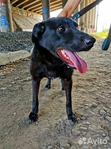 Классный пес (собака) в добрые руки
