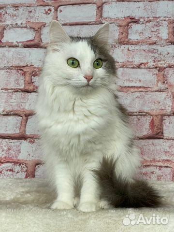 Зеленоглазая красавица в добрые руки