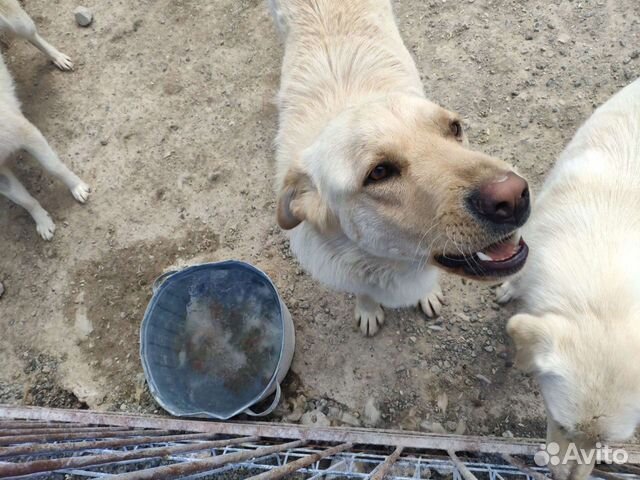 Собака Перс