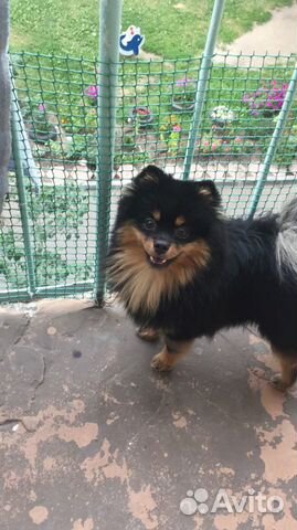 Продам шпица