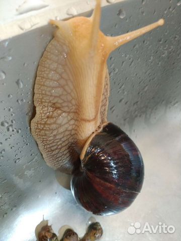 Улитки ахатины бесплатно