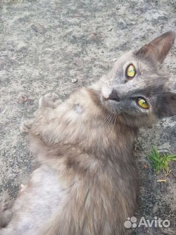 Кошка Ксюша в добрые руки