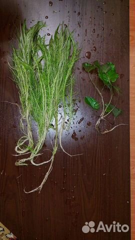 Погостемон эректус