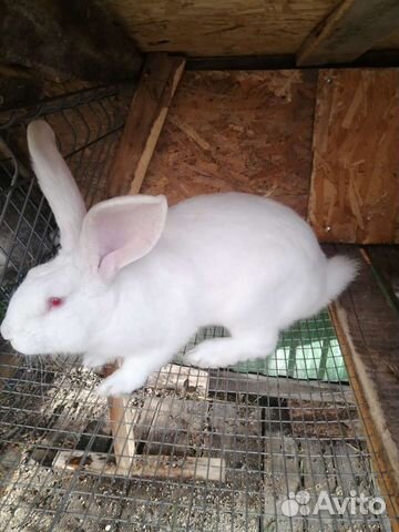 Кролики мясных пород