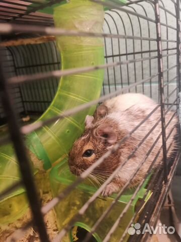 Продаю 2 Дегу парой