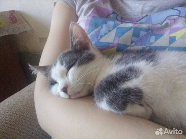 Ласковый и нежный котенок в добрые руки