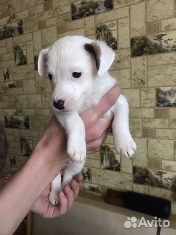 Щенки джек рассел терьер