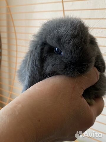 Декоративные кролики вислоухий баран