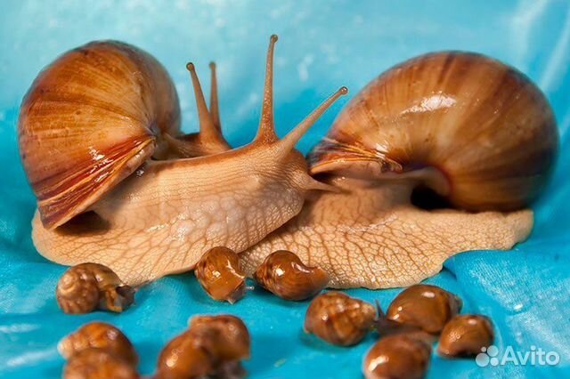 Улитка Ахатин Королевская